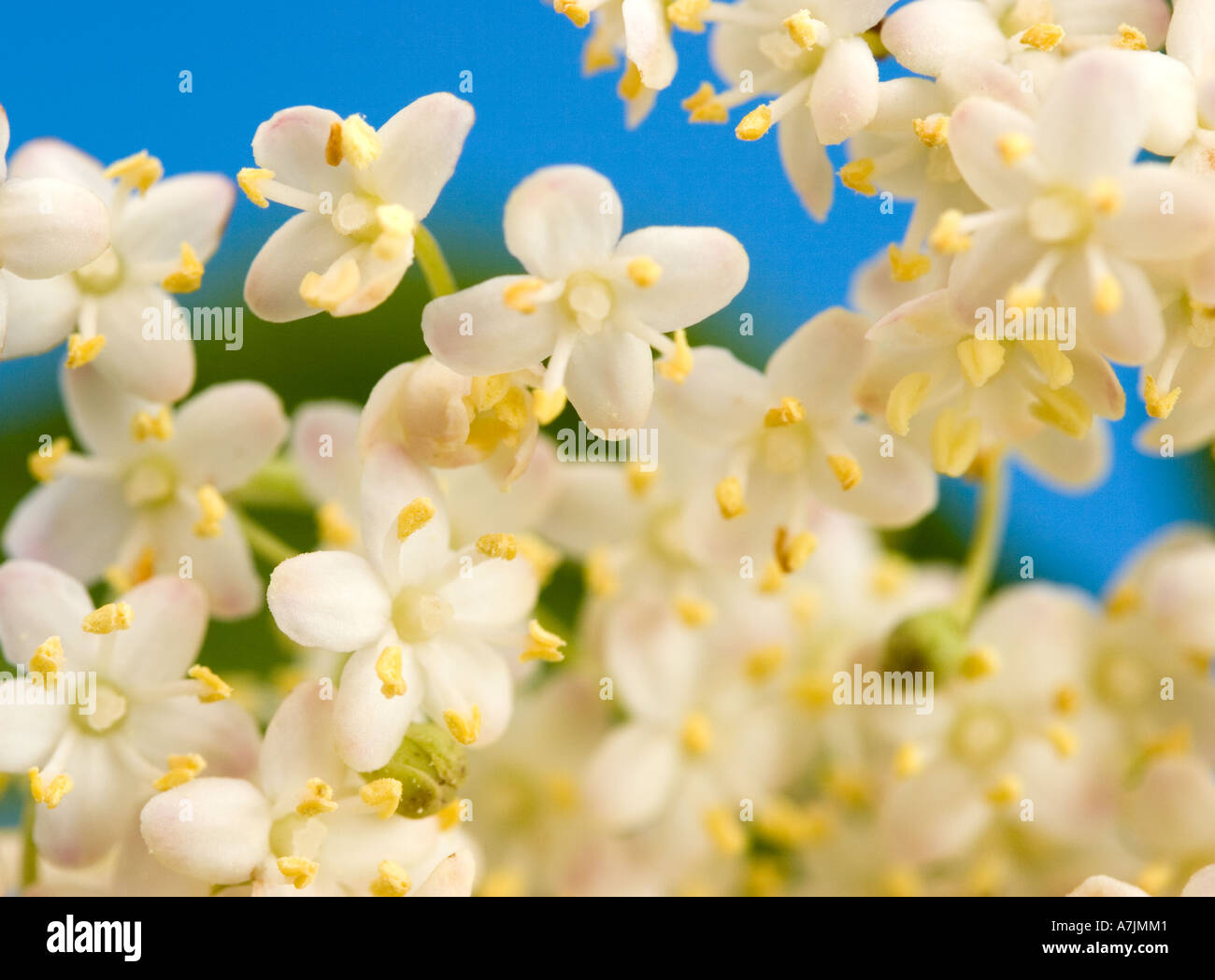 Common elderflowers hi-res stock photography and images - Alamy
