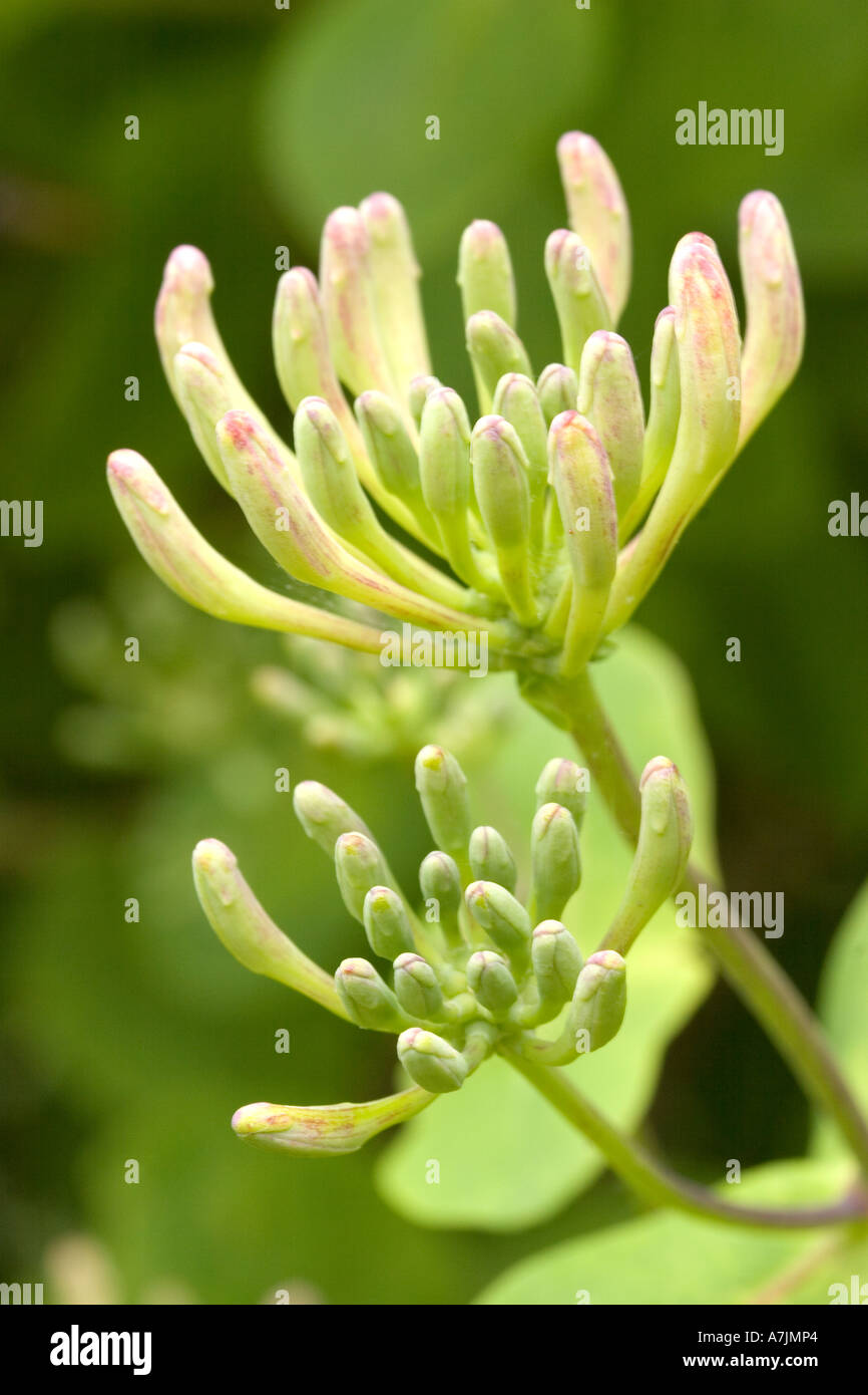 Honeysuckle bud hi-res stock photography and images - Alamy