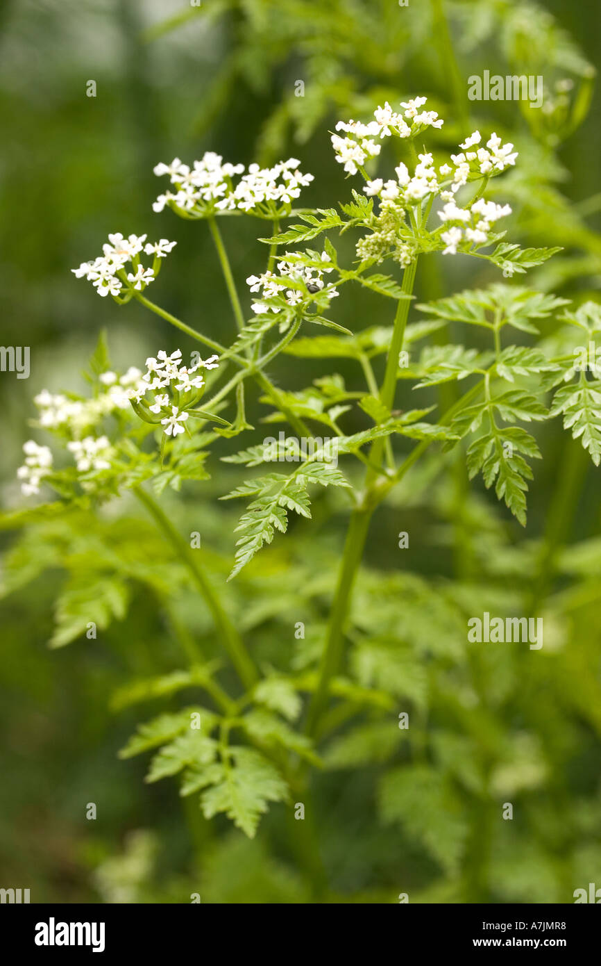 Delicate chervil hi-res stock photography and images - Alamy