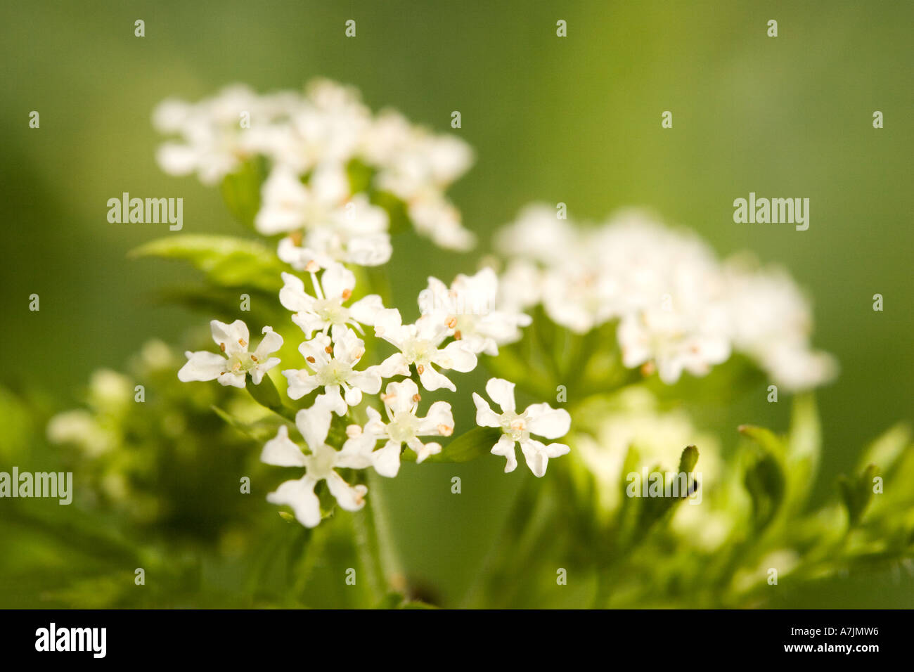 Delicate chervil hi-res stock photography and images - Alamy