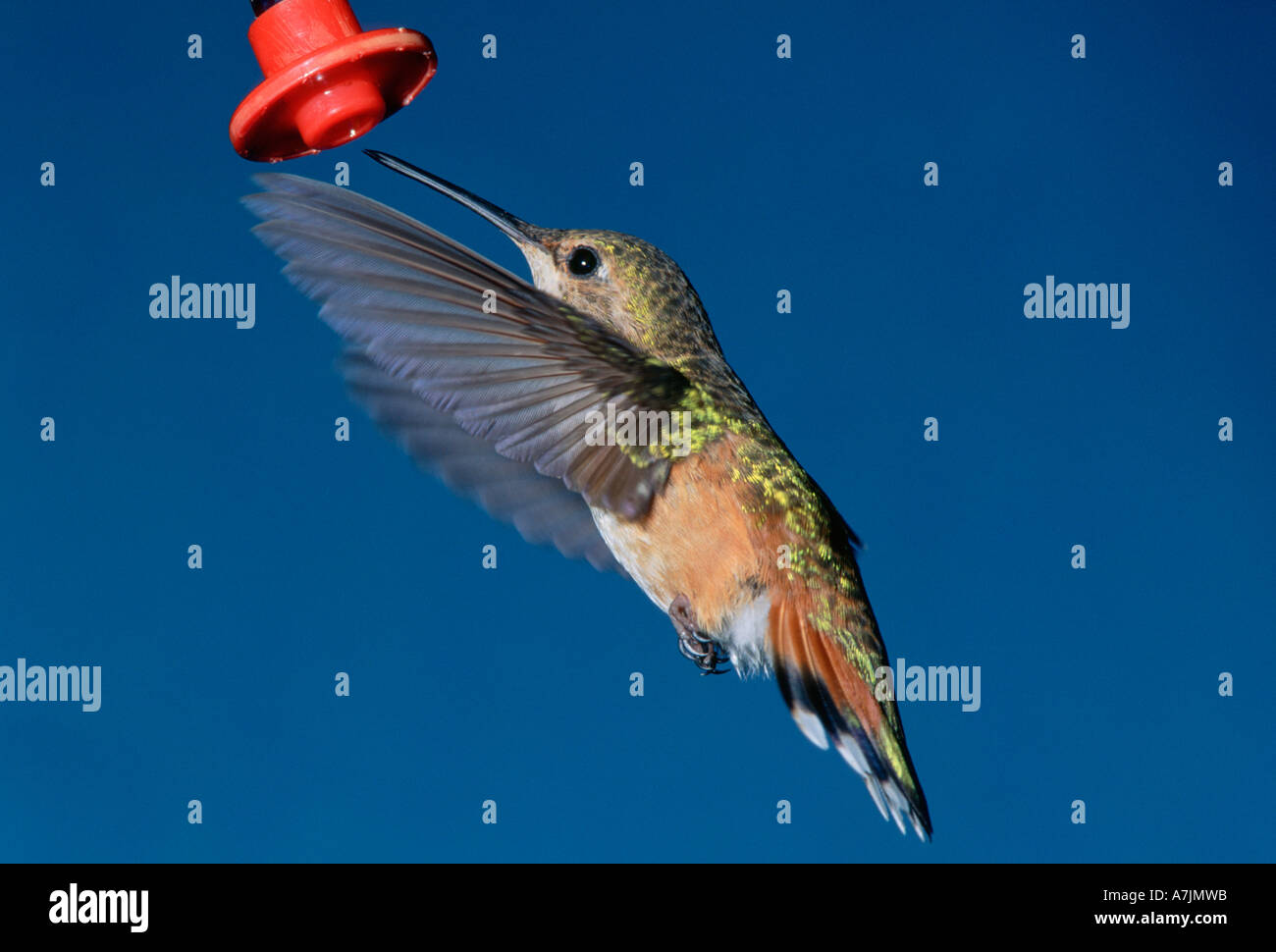 Female rufous hummingbird feeding from feeder in springtime with blue ...