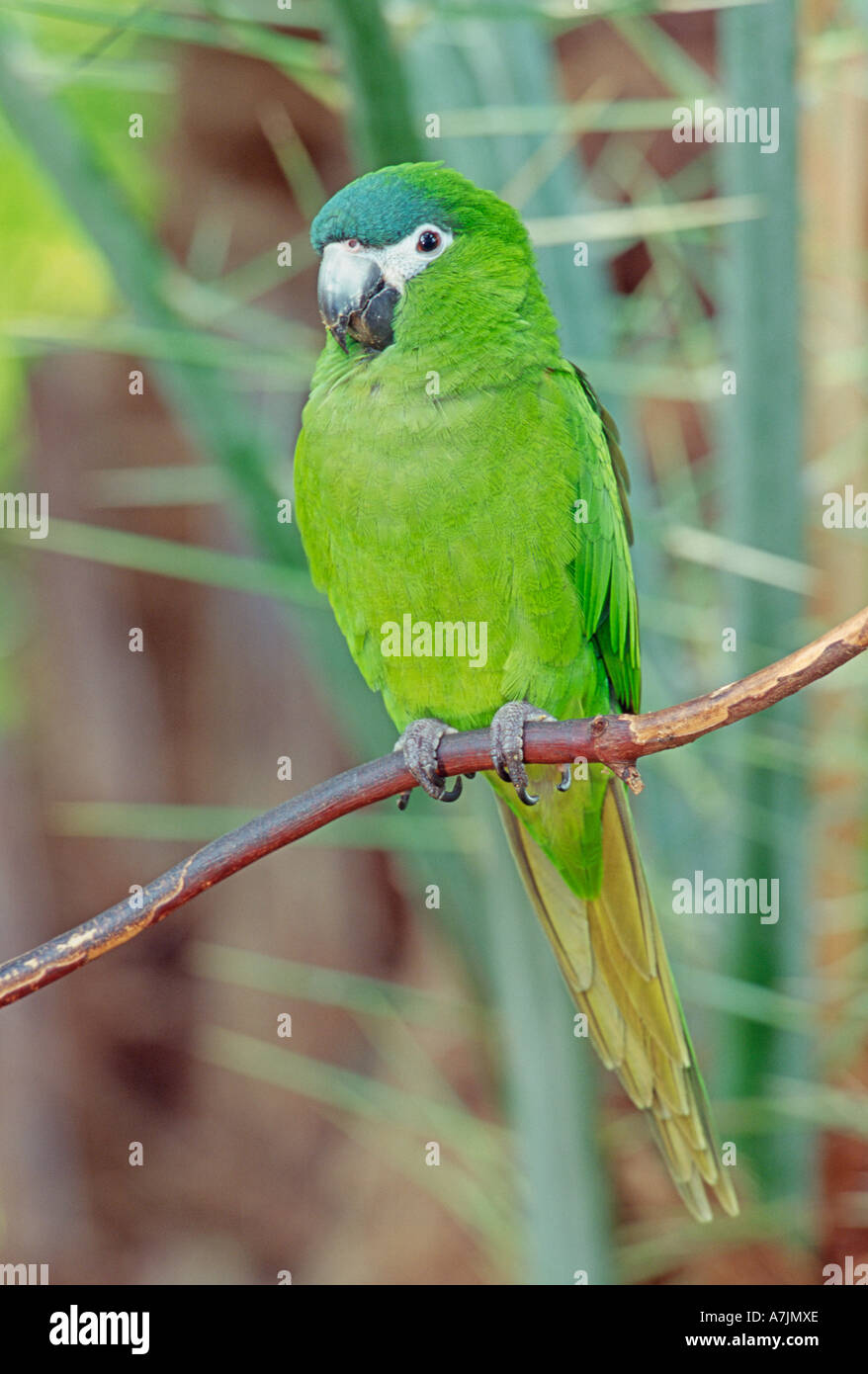 Hahn's macaw perched on branch-Captive subject Stock Photo - Alamy