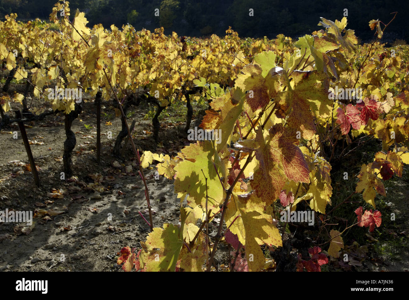 Provence A Colorful Vineyard Field At Fall Stock Photo - Alamy