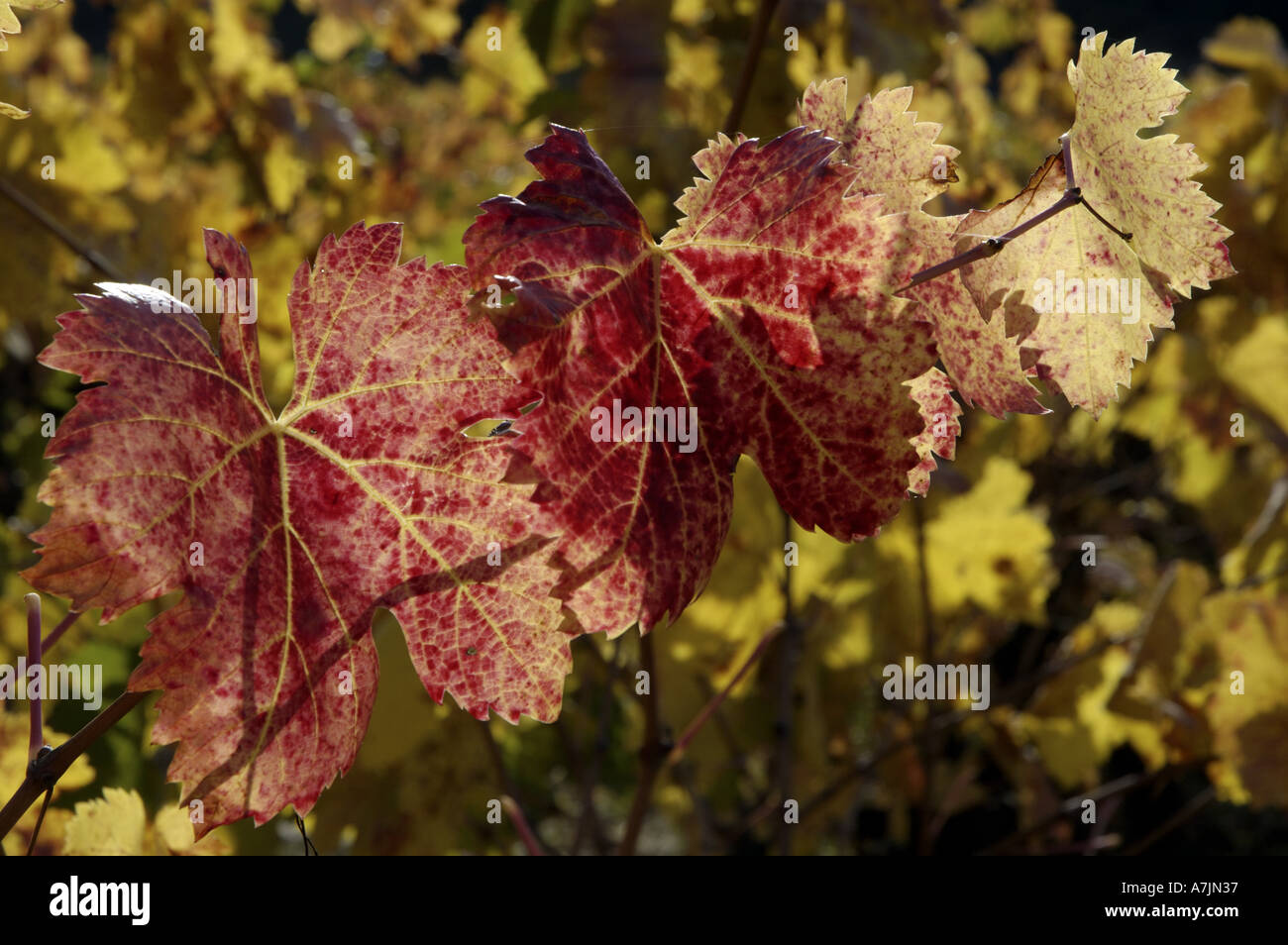 Autumn leaves in a vineyard, Provence, France Stock Photo - Alamy