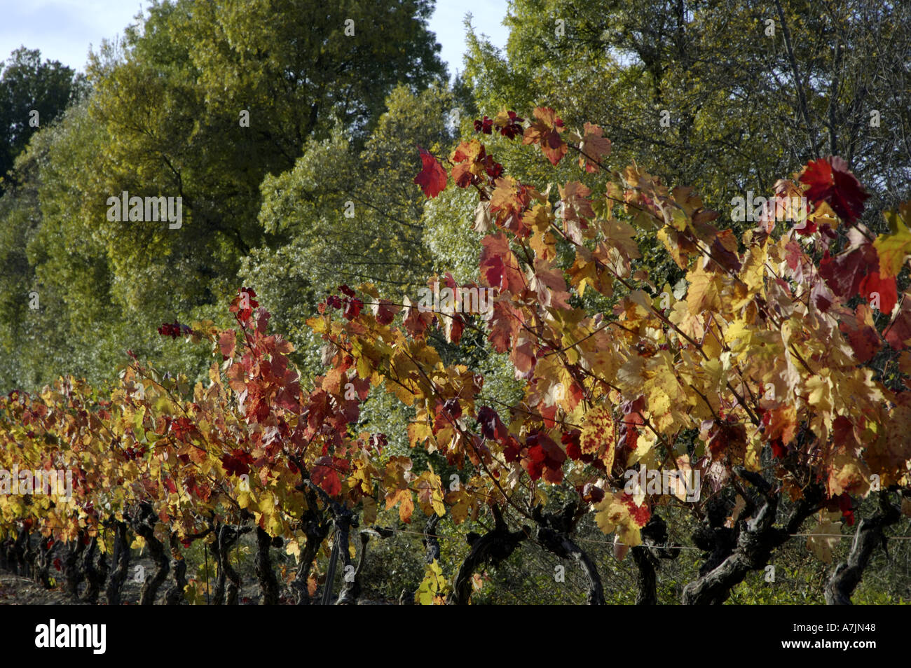 Provence A Colorful Vineyard Field At Fall Stock Photo - Alamy