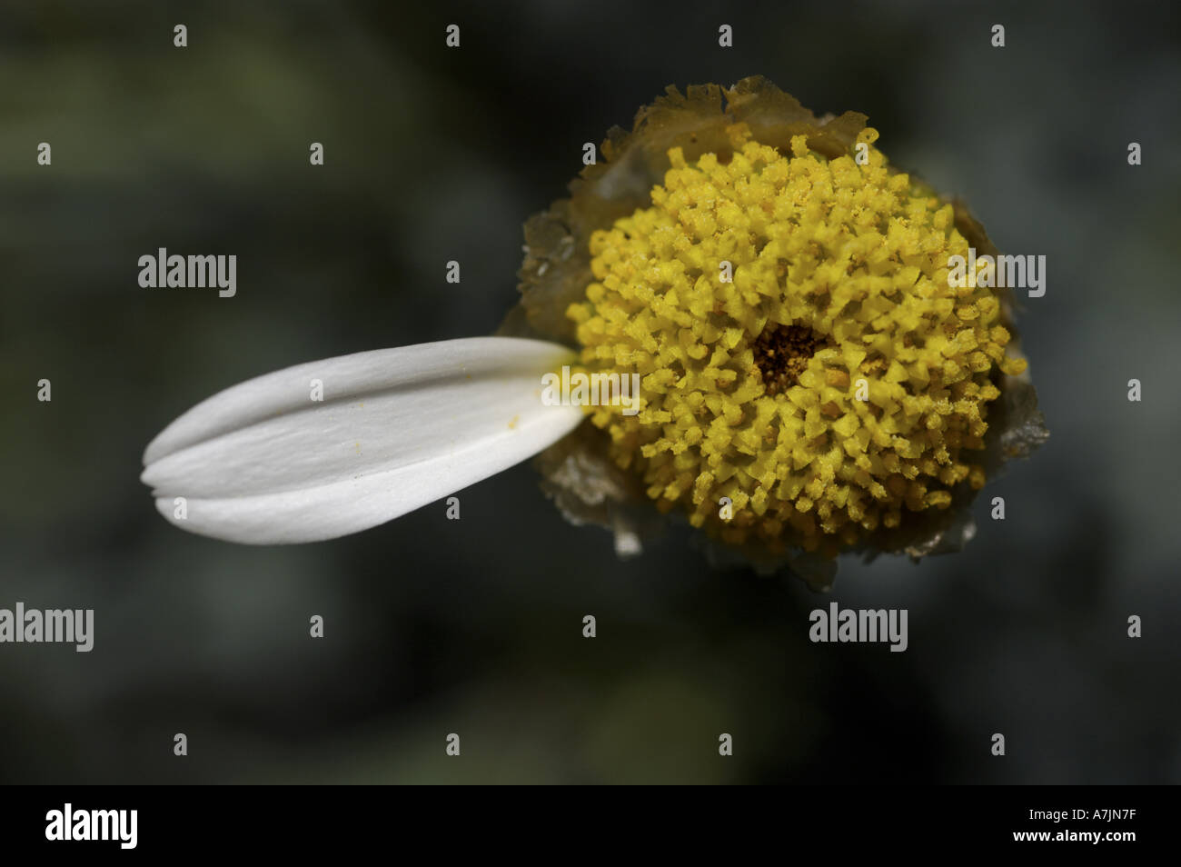 White daisy with only one petal Stock Photo - Alamy