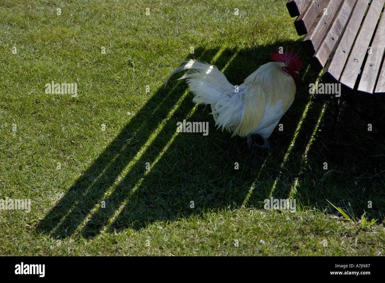 A rooster in the shadow of a public bench Stock Photo - Alamy
