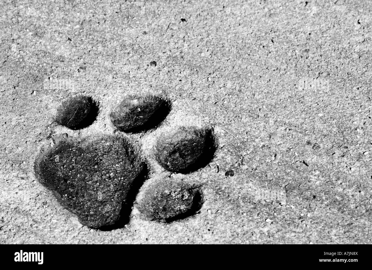 Big cat paw print Black and White Stock Photos & Images - Alamy