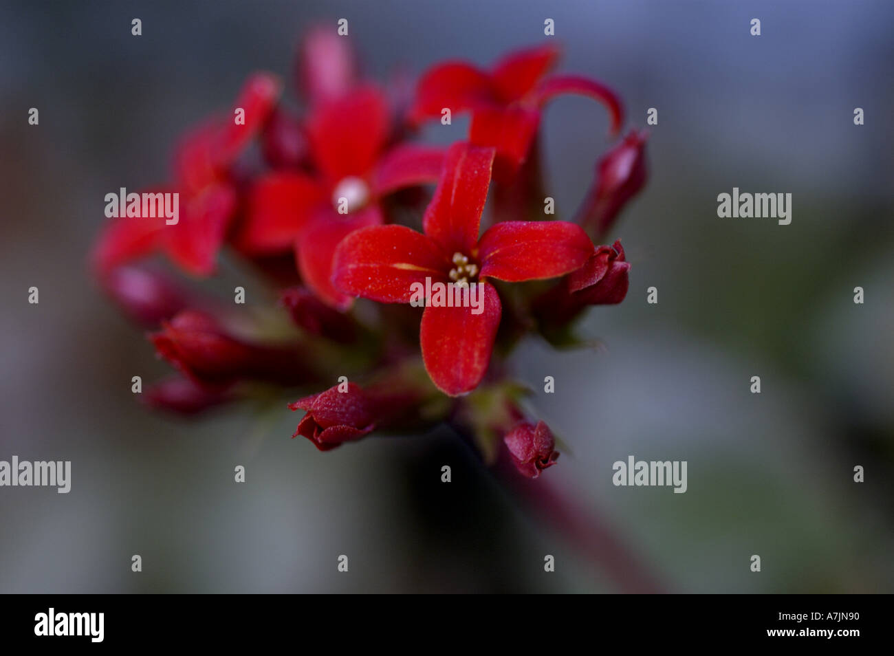 A red flower of a fat plant Stock Photo - Alamy
