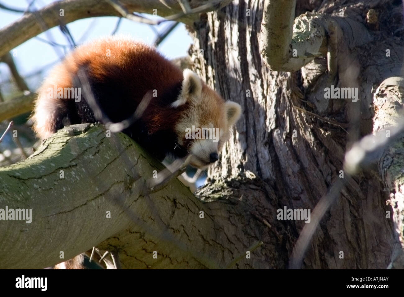 Red panda tree hi-res stock photography and images - Alamy