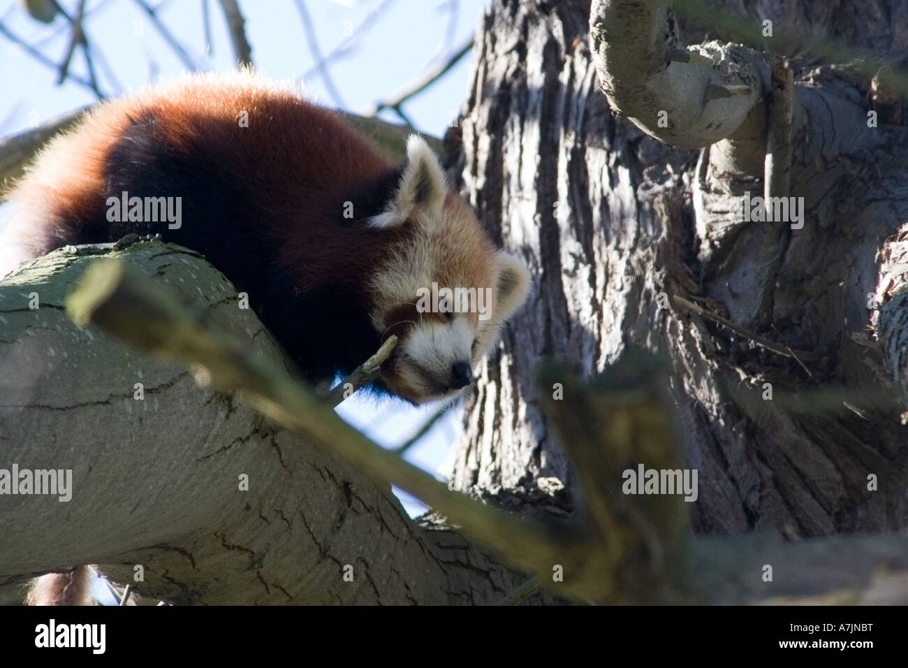 Red panda tree hi-res stock photography and images - Alamy