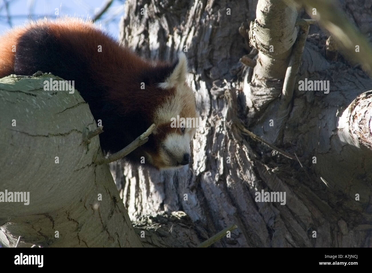 Red panda tree hi-res stock photography and images - Alamy