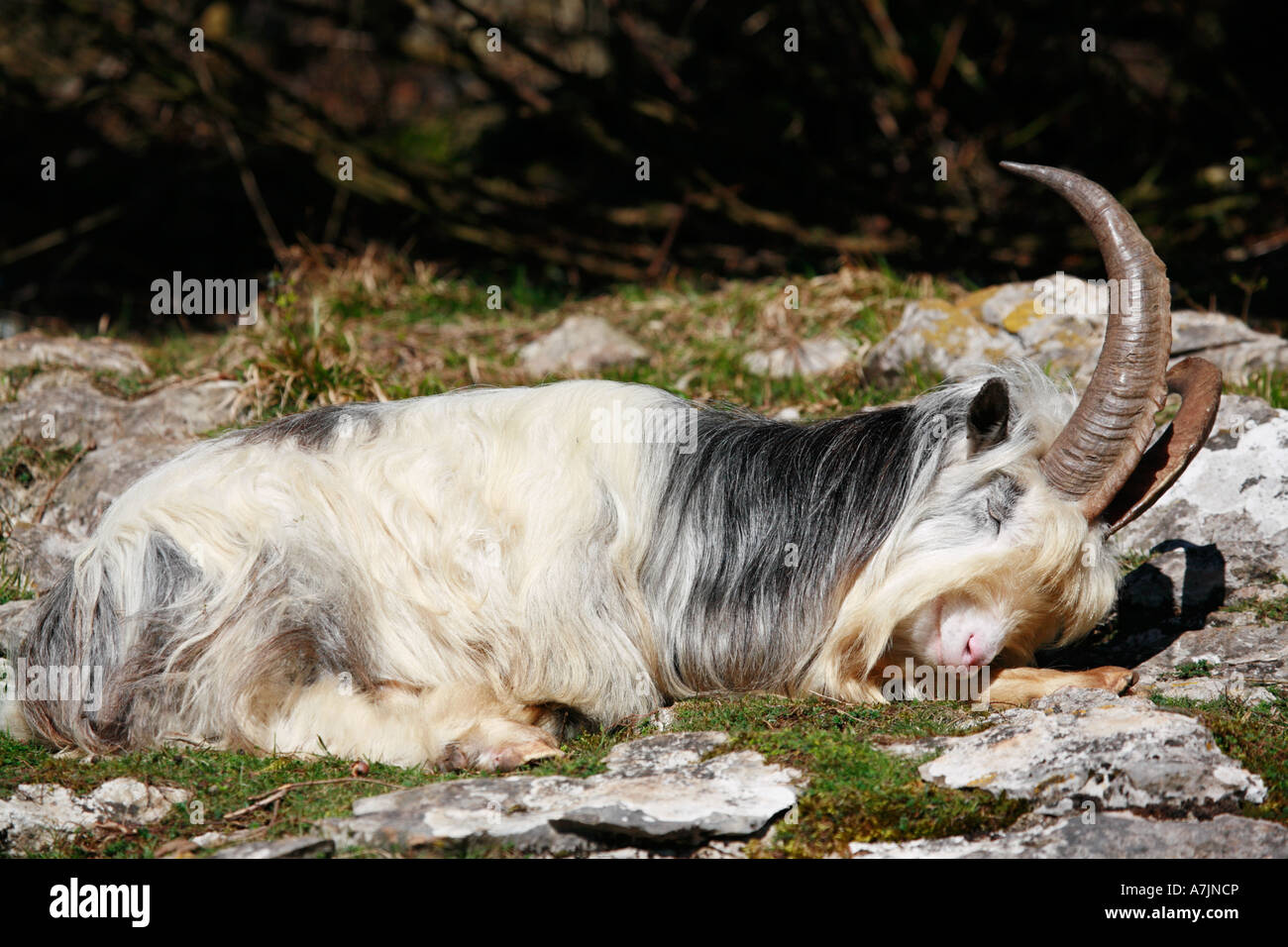 Long haired goat hi-res stock photography and images - Alamy