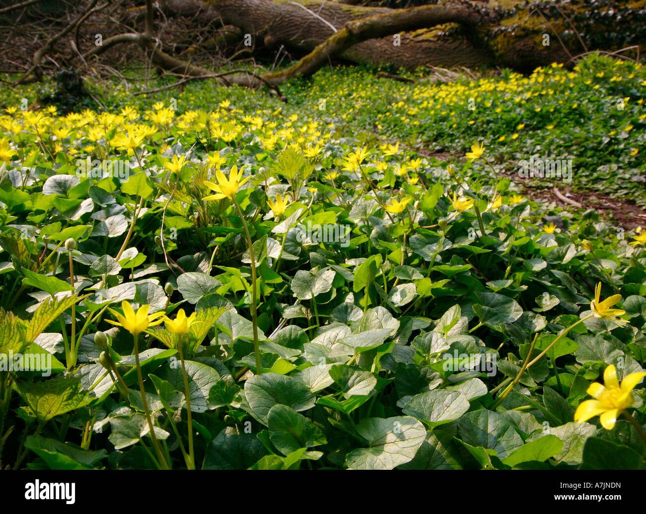 Lesser Celandine Ranunculus ficaria growing in profusion on a woodland ...