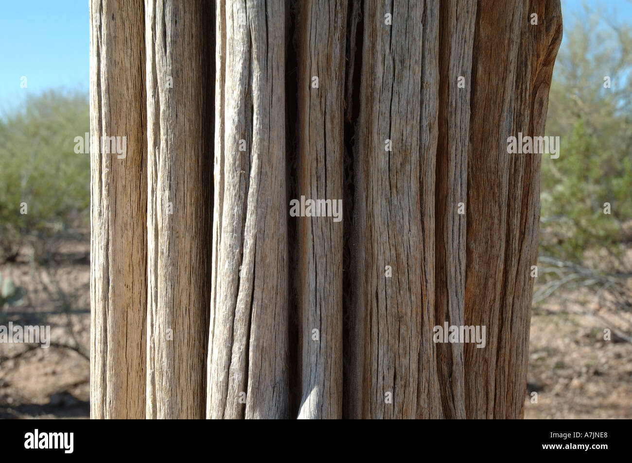 Skeleton of saguaro cactus Stock Photo - Alamy