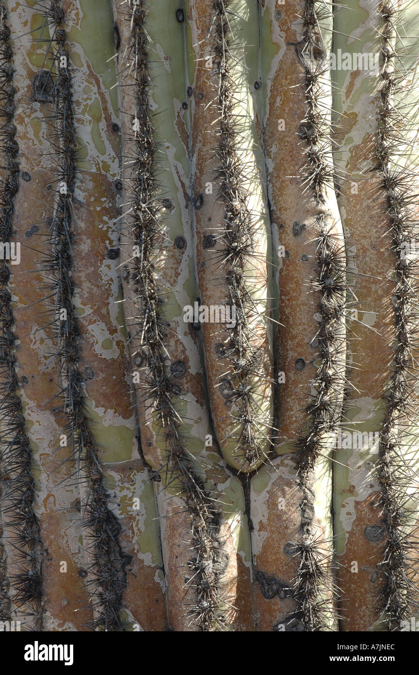 Detail of saguaro cactus trunk and spines Stock Photo - Alamy