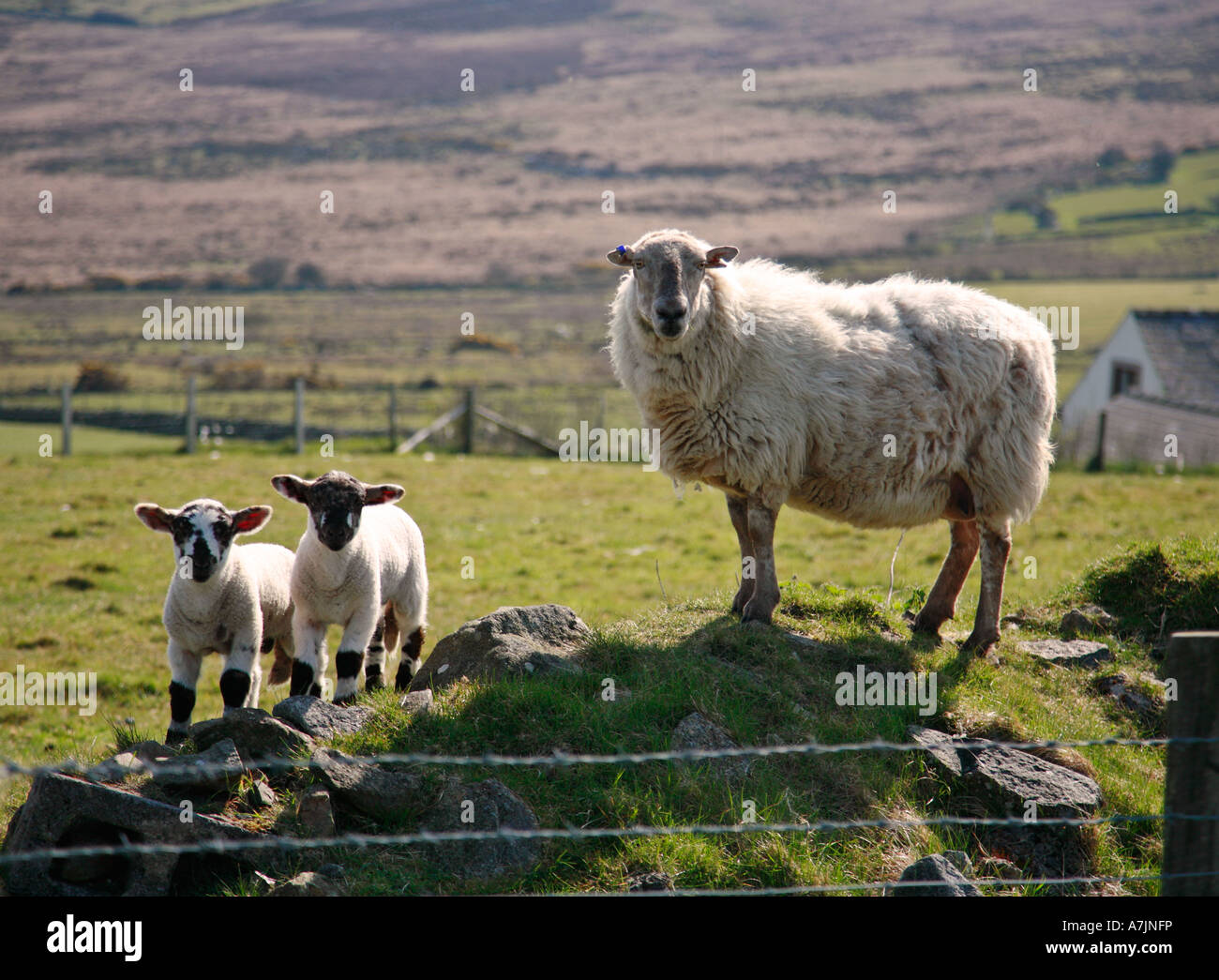 Sheep family hi-res stock photography and images - Alamy