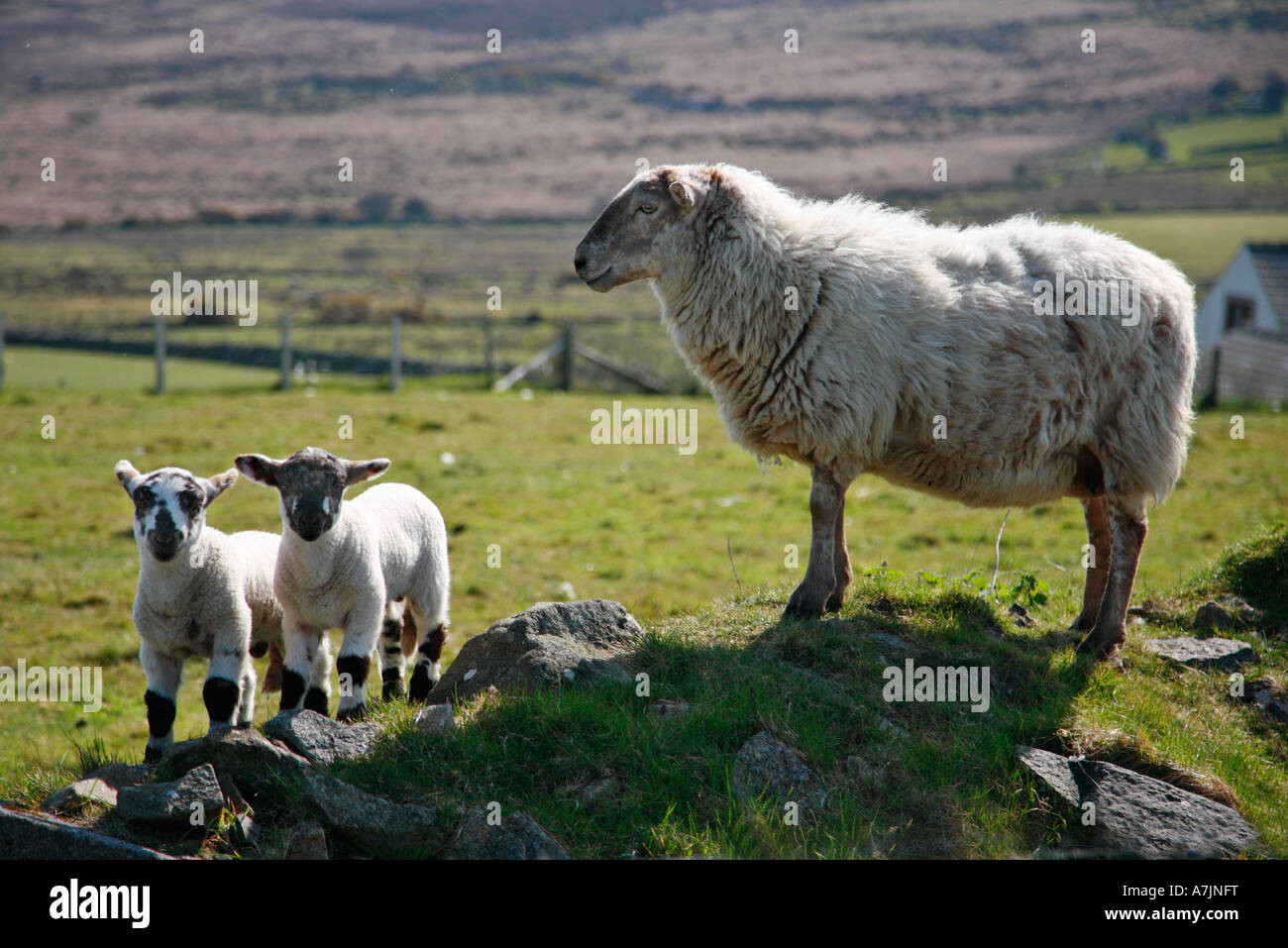 Sheep on a wall hi-res stock photography and images - Alamy