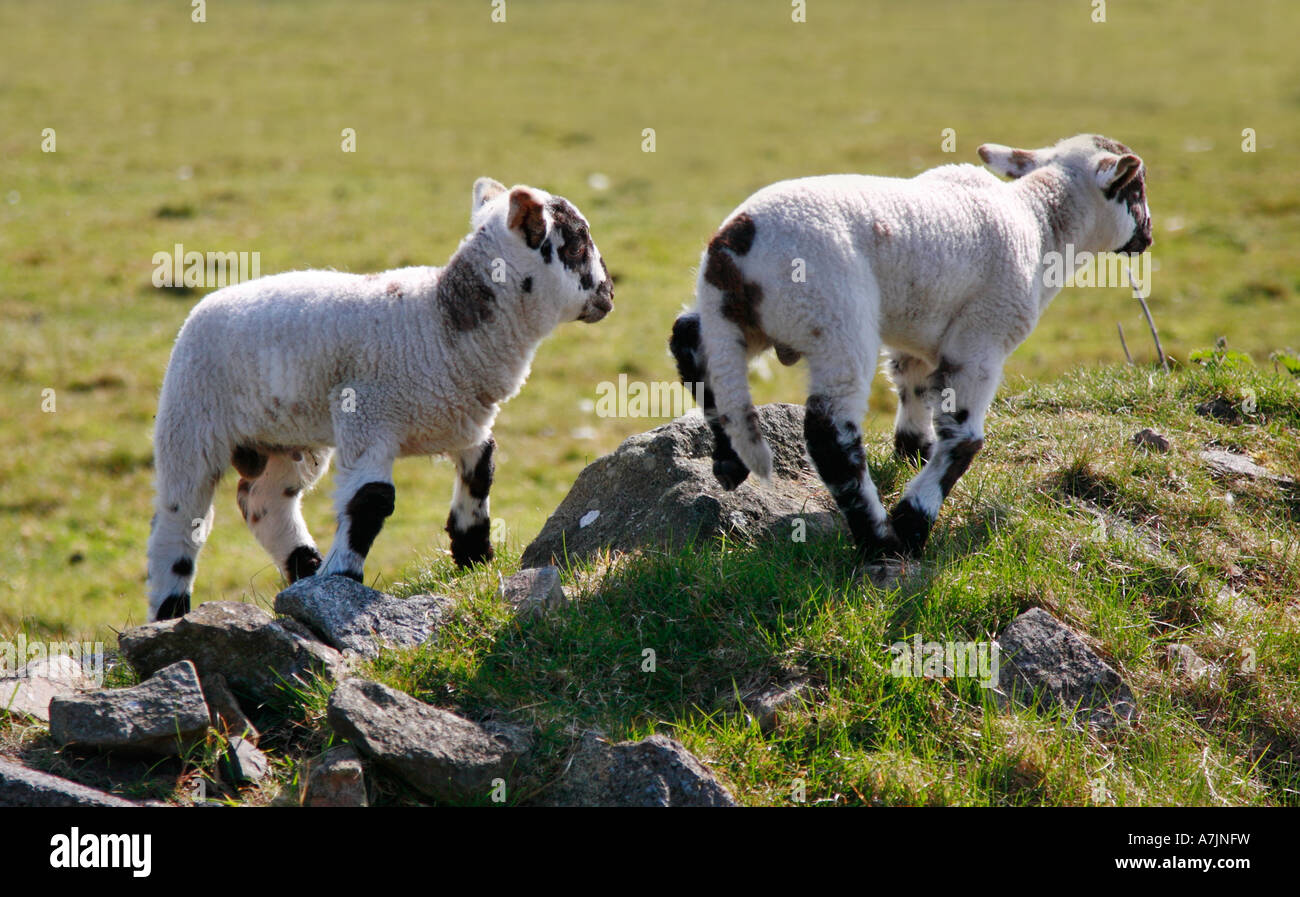 Spring lambs hi-res stock photography and images - Alamy