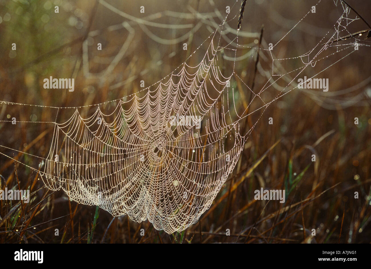 Orb spider web hi-res stock photography and images - Alamy