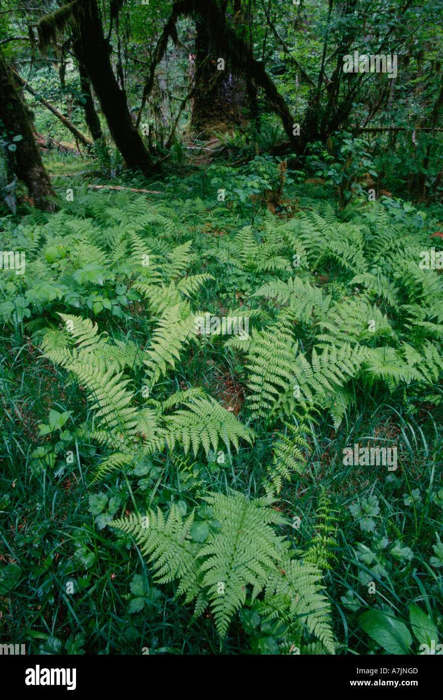 Licorice fern hi-res stock photography and images - Alamy