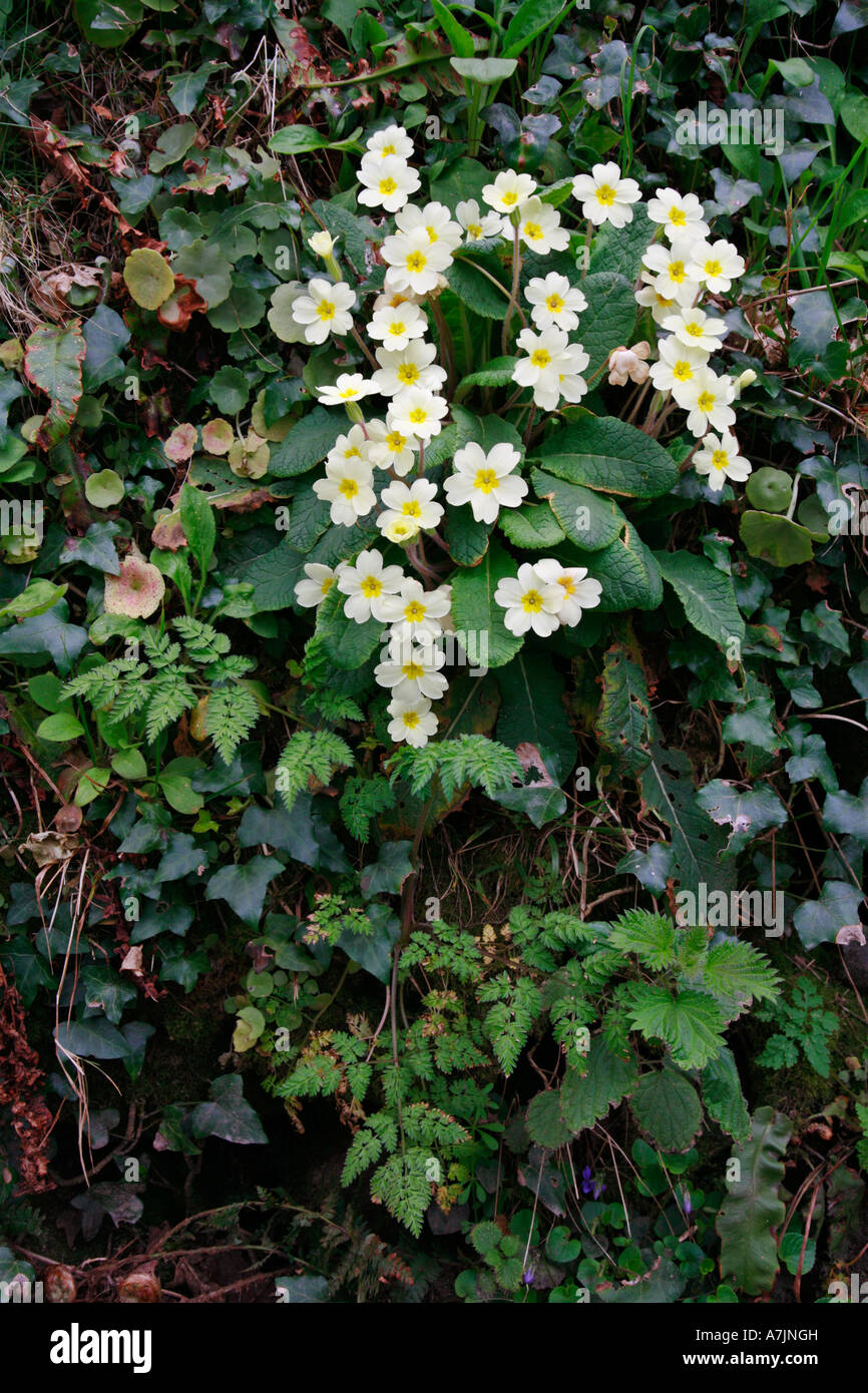 Primrose Primula vulgaris flowering in species rich hedge bank with ...