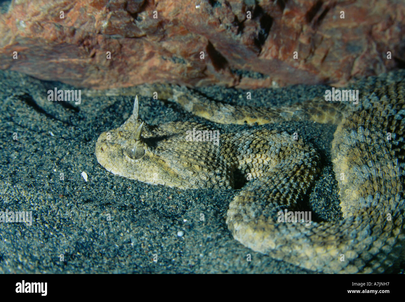 Desert Horned Viper Attack