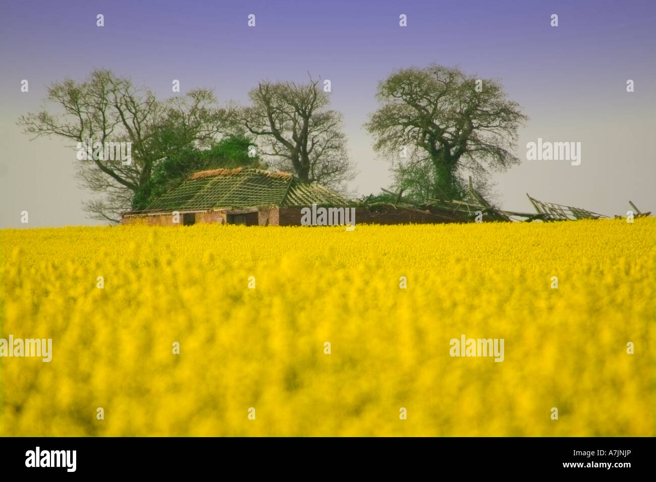 Field of gold Stock Photo - Alamy
