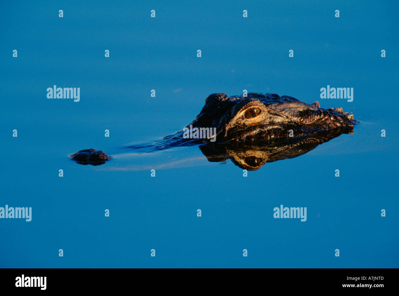 Early reptiles hi-res stock photography and images - Alamy