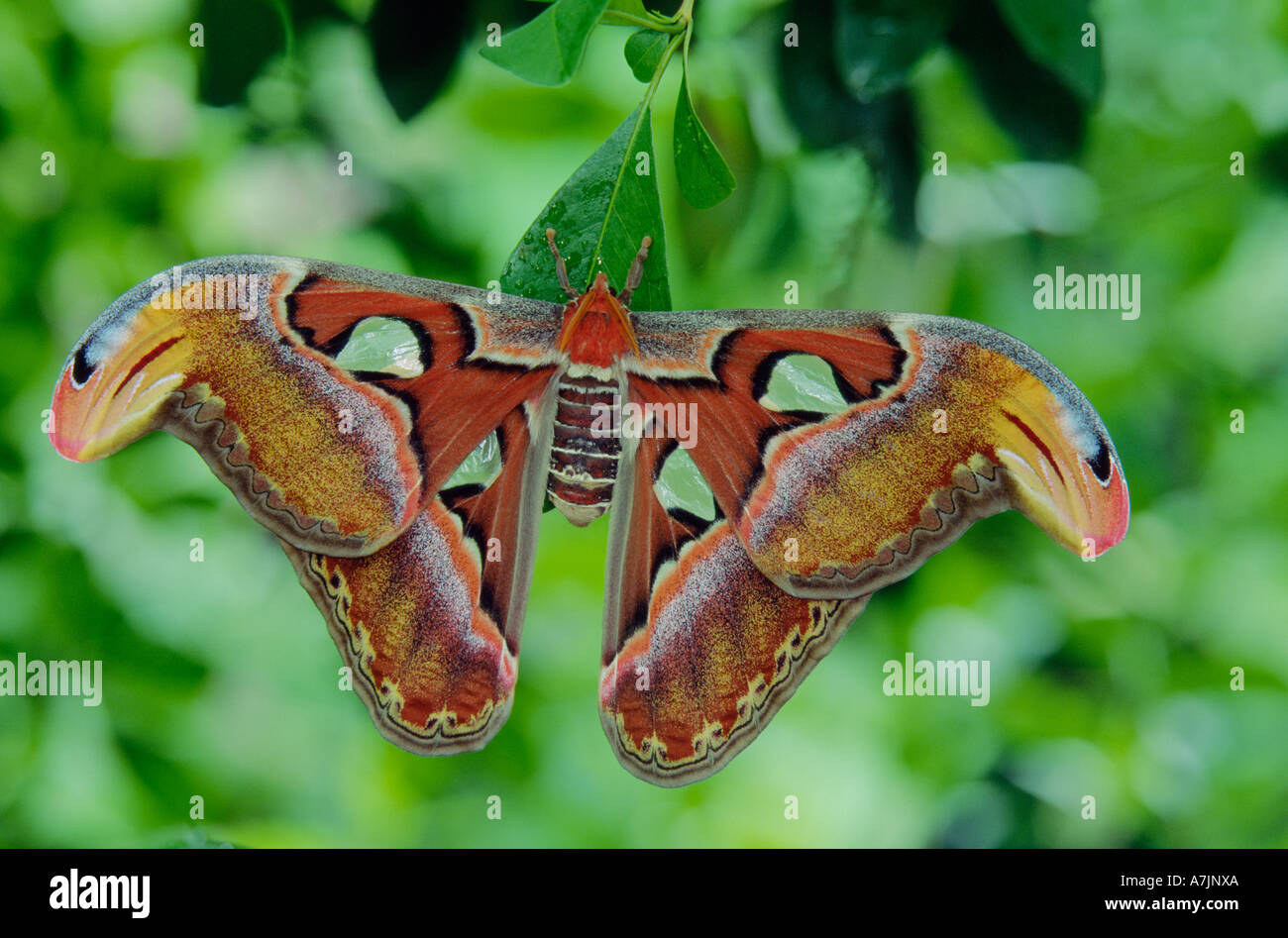 Giant atlas moths hi-res stock photography and images - Alamy
