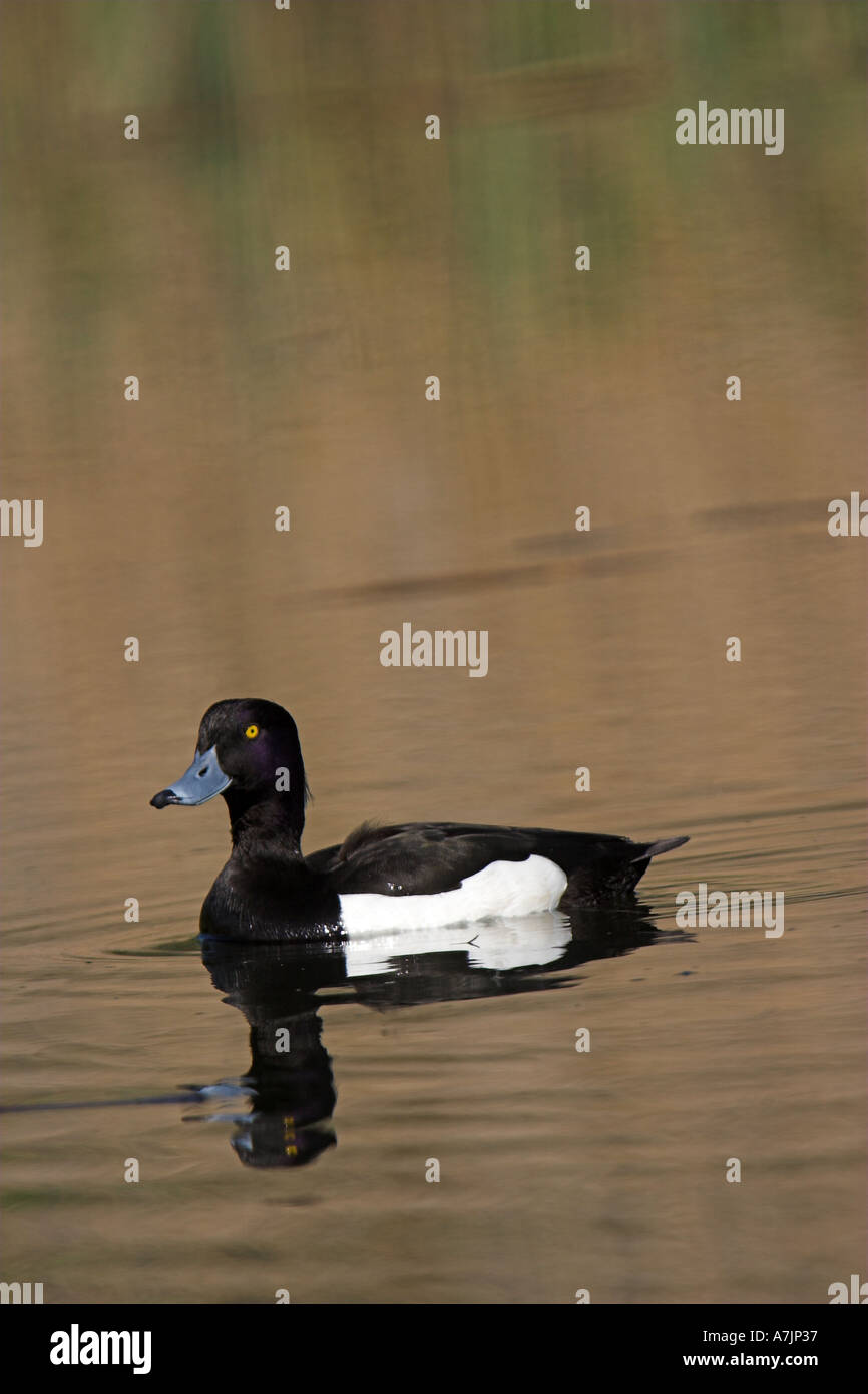 Nosy duck hi-res stock photography and images - Alamy