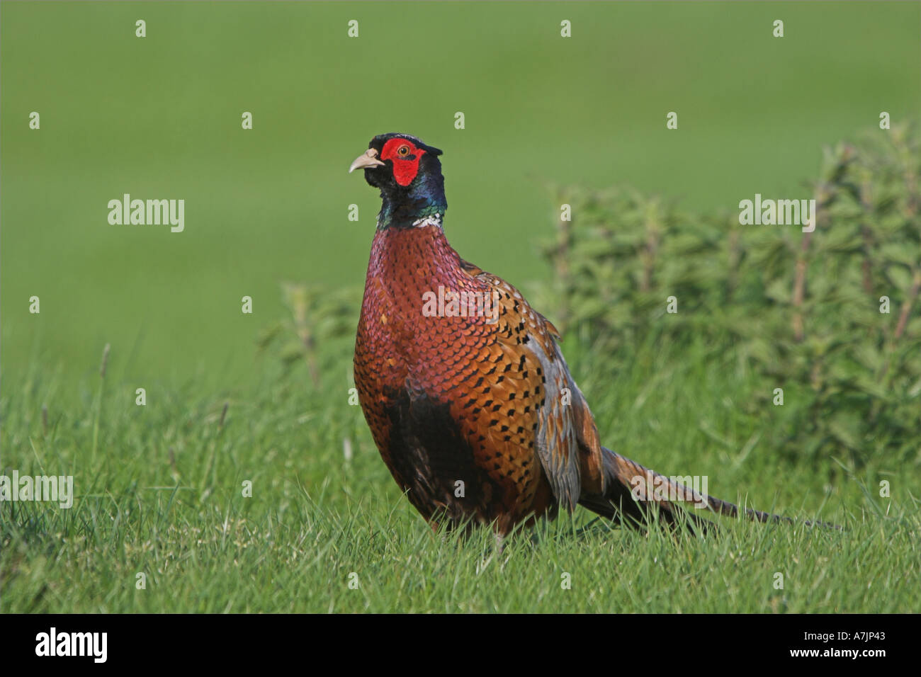Colourful male pheasant phasianus hi-res stock photography and images ...
