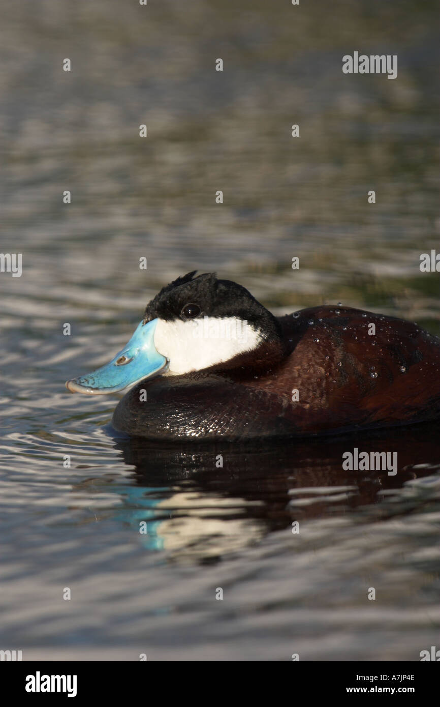 Non native duck uk hi-res stock photography and images - Alamy