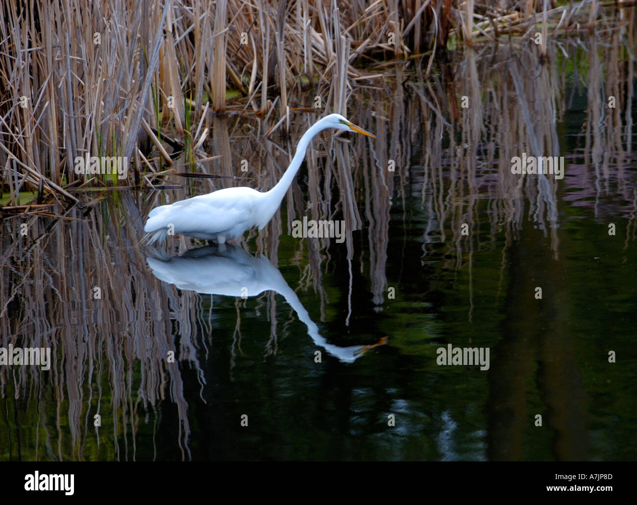 An egret stalks a fish near Lake Calhoun in Minneapolis Stock Photo - Alamy
