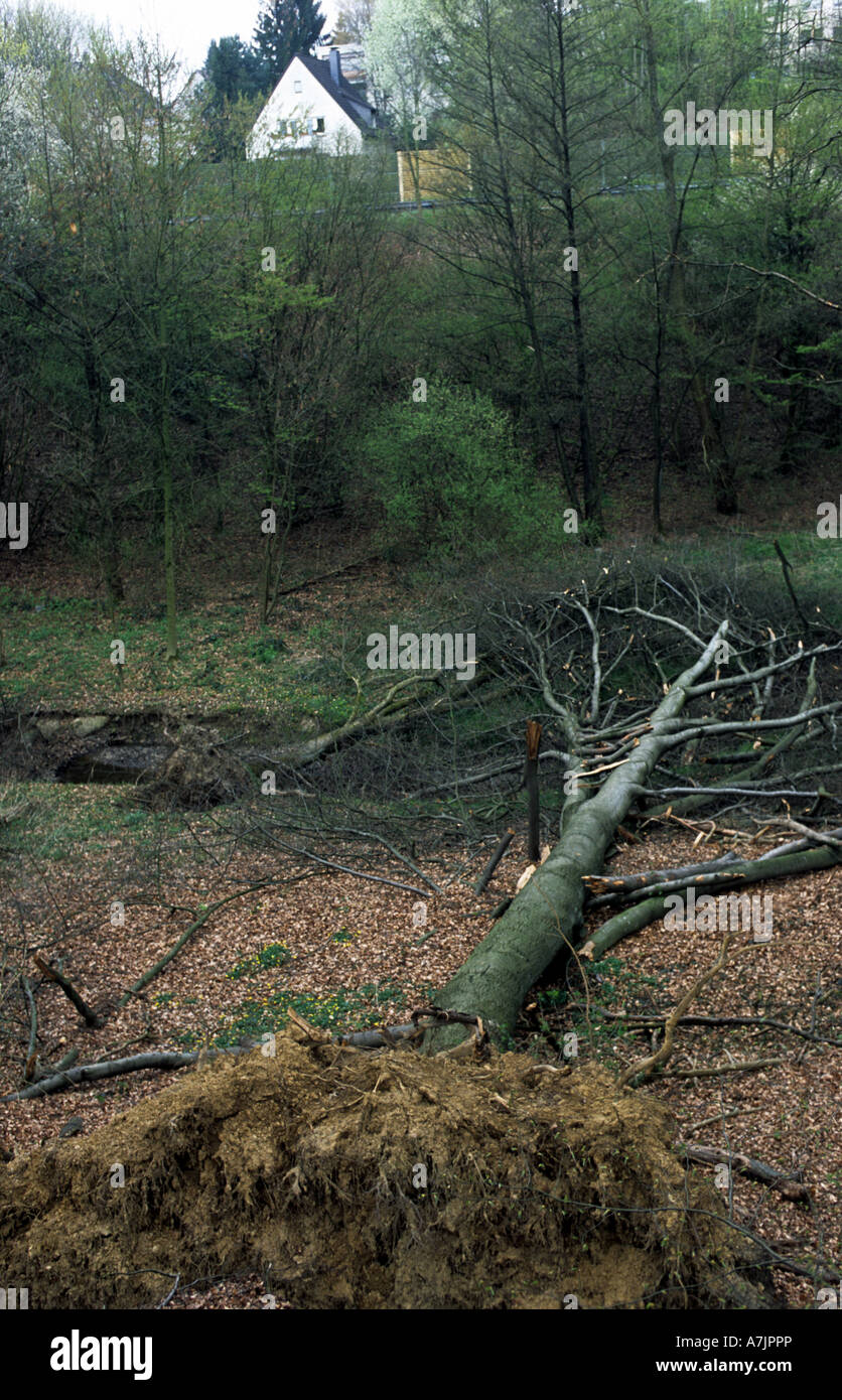 Fallen trees after a storm, Solingen, North Rhine-Westphalia, Germany ...