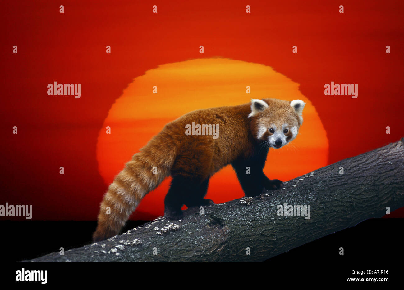 red panda at sunset Stock Photo - Alamy