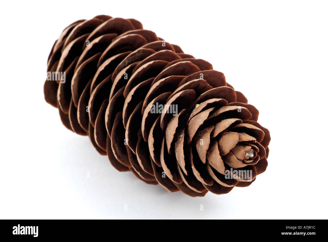 Pine Cone on a White Background Stock Photo - Alamy