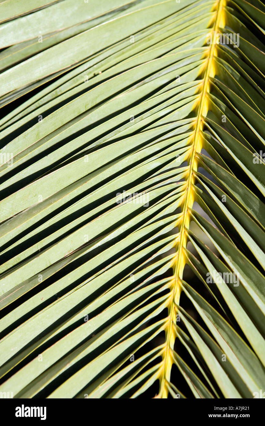 A PALM LEAF Stock Photo - Alamy