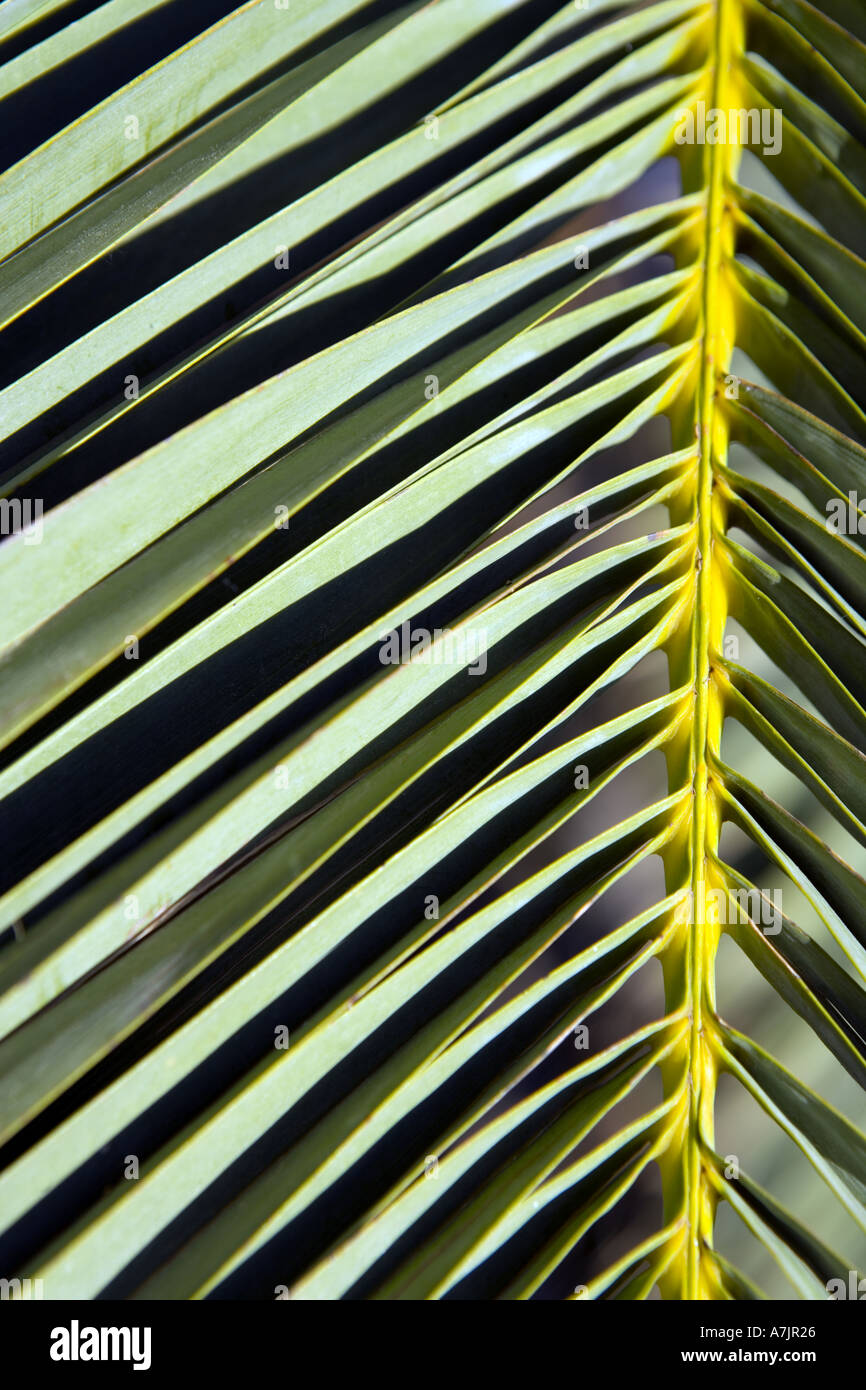 A PALM LEAF Stock Photo - Alamy