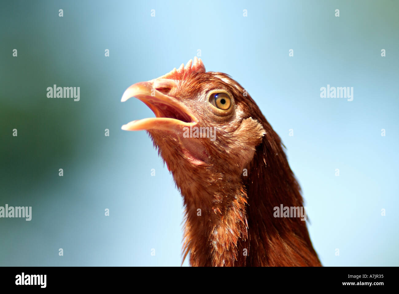 Chickens head hi-res stock photography and images - Alamy