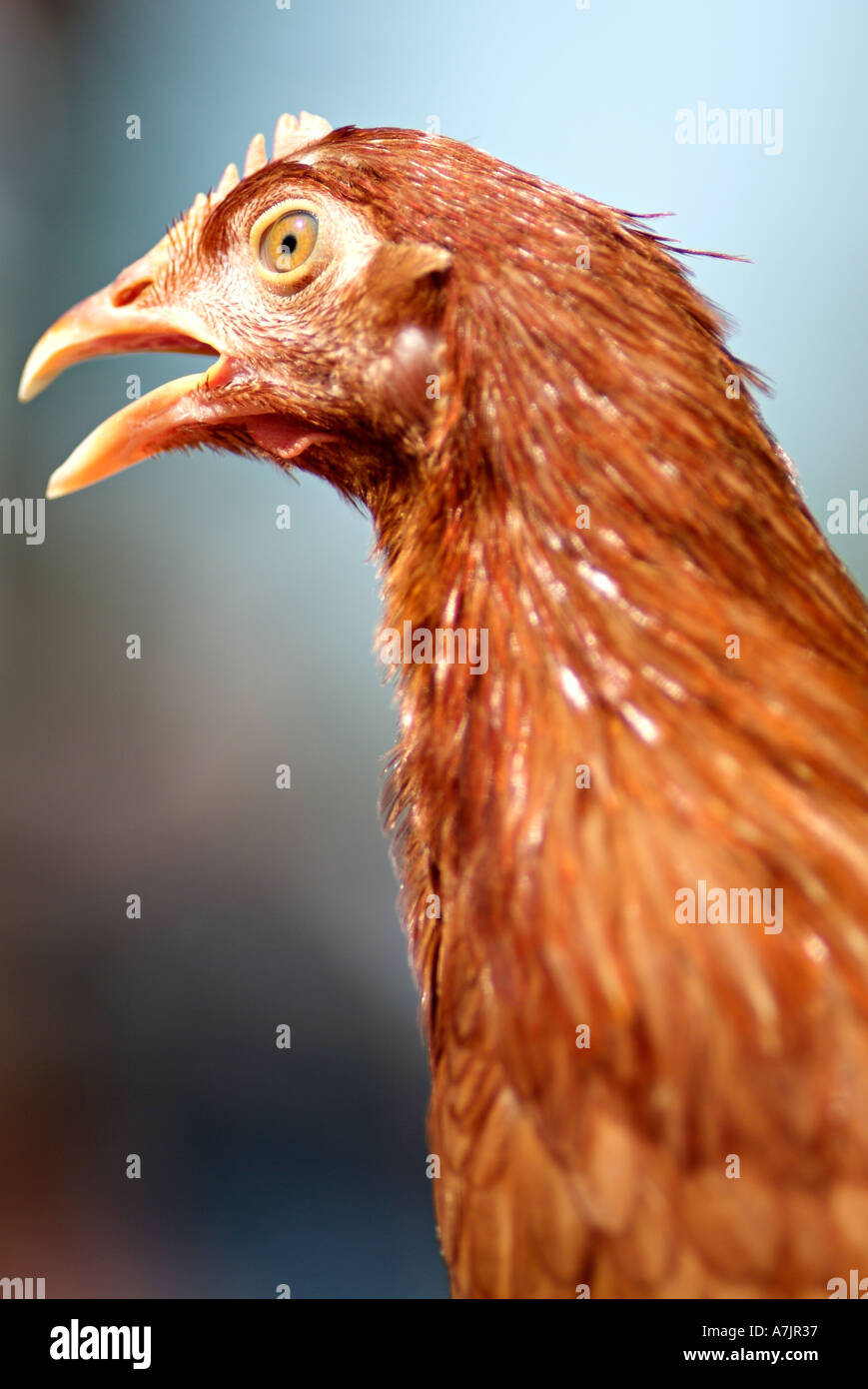Chickens head hi-res stock photography and images - Alamy