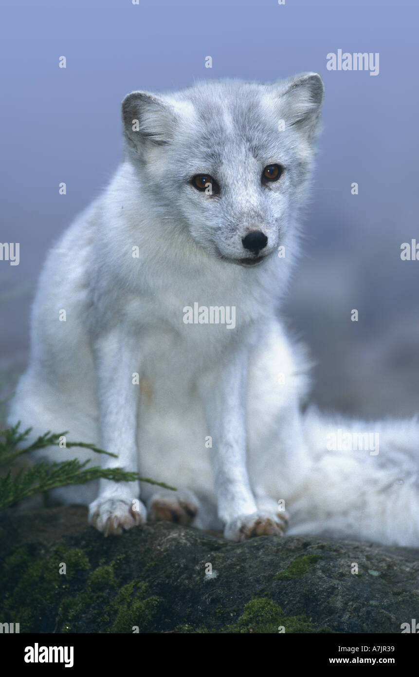 Icefox hi-res stock photography and images - Alamy