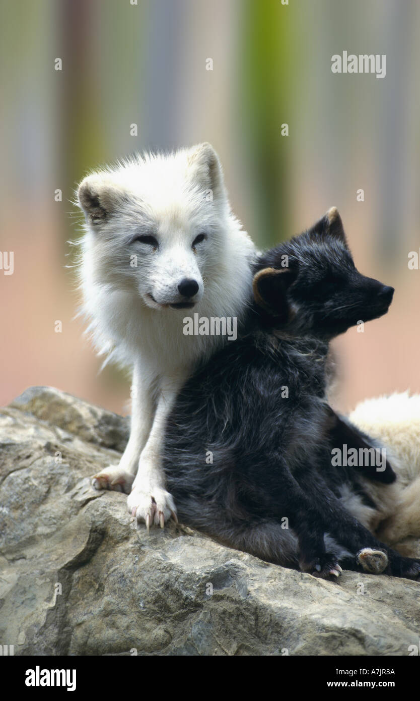 Arctic Fox Baby And Mom