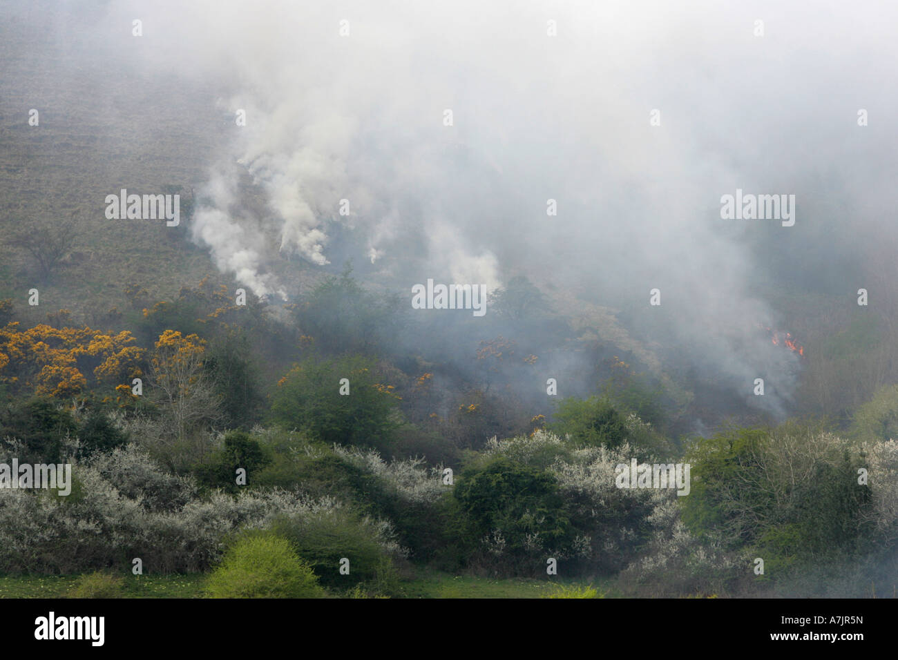 Gorse fire started by vandals burning on black mountain belfast Stock ...
