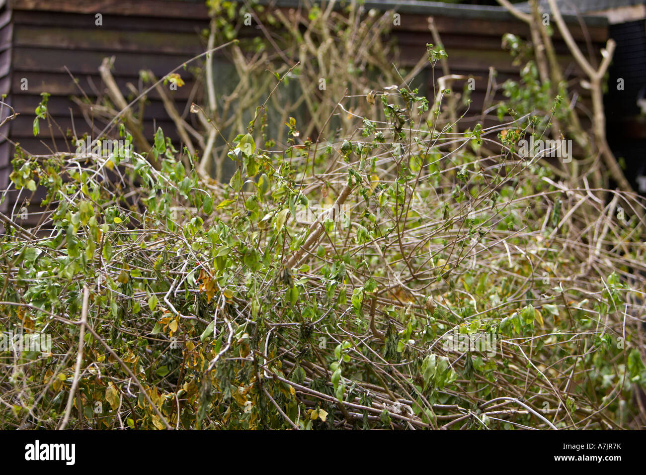 Cutting back garden shrubs hi-res stock photography and images - Alamy