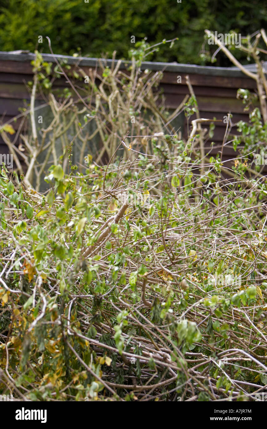 Cutting back garden shrubs hi-res stock photography and images - Alamy