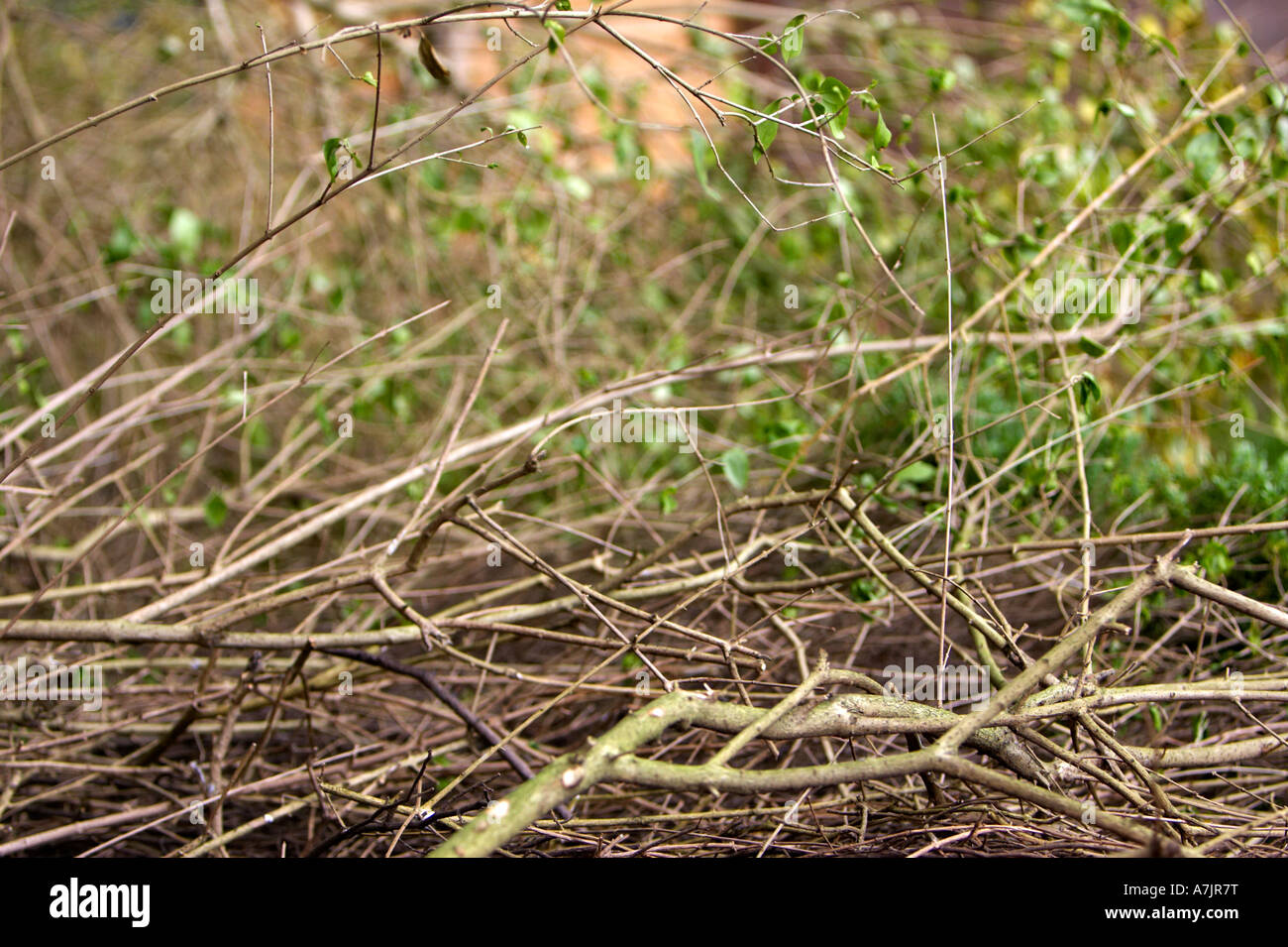 Cutting back garden shrubs hi-res stock photography and images - Alamy