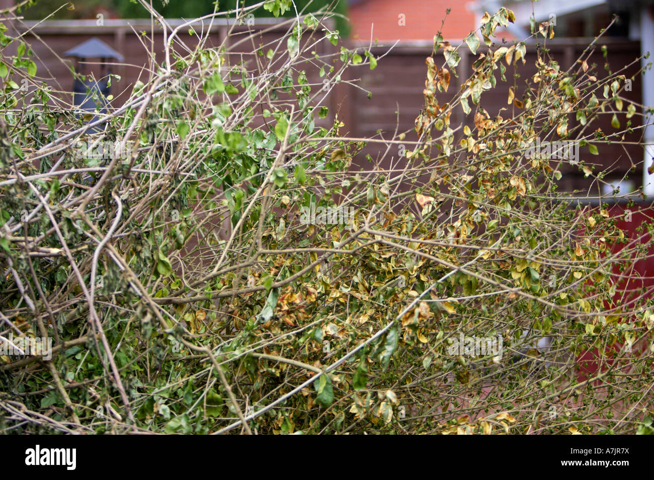 remains of wilting leaves and bushes cut down in garden in newtownabbey ...