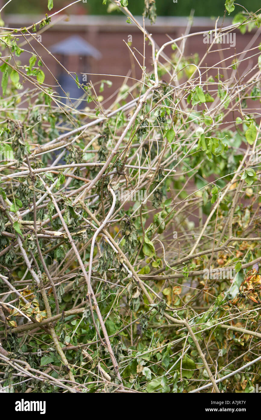 vertical remains of wilting leaves and bushes cut down in garden in ...