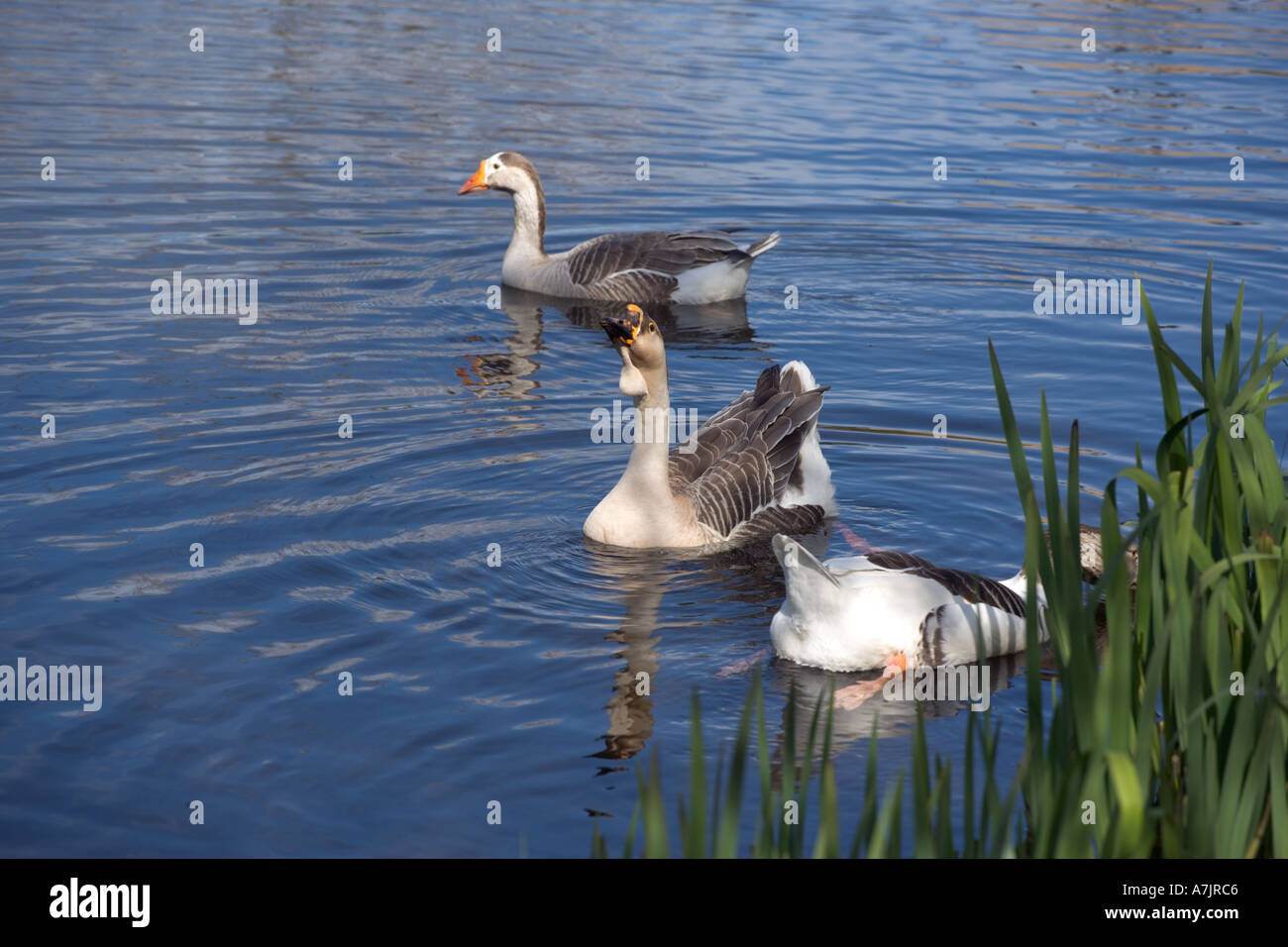 FAMILY OF GEESE IN A POND Stock Photo - Alamy